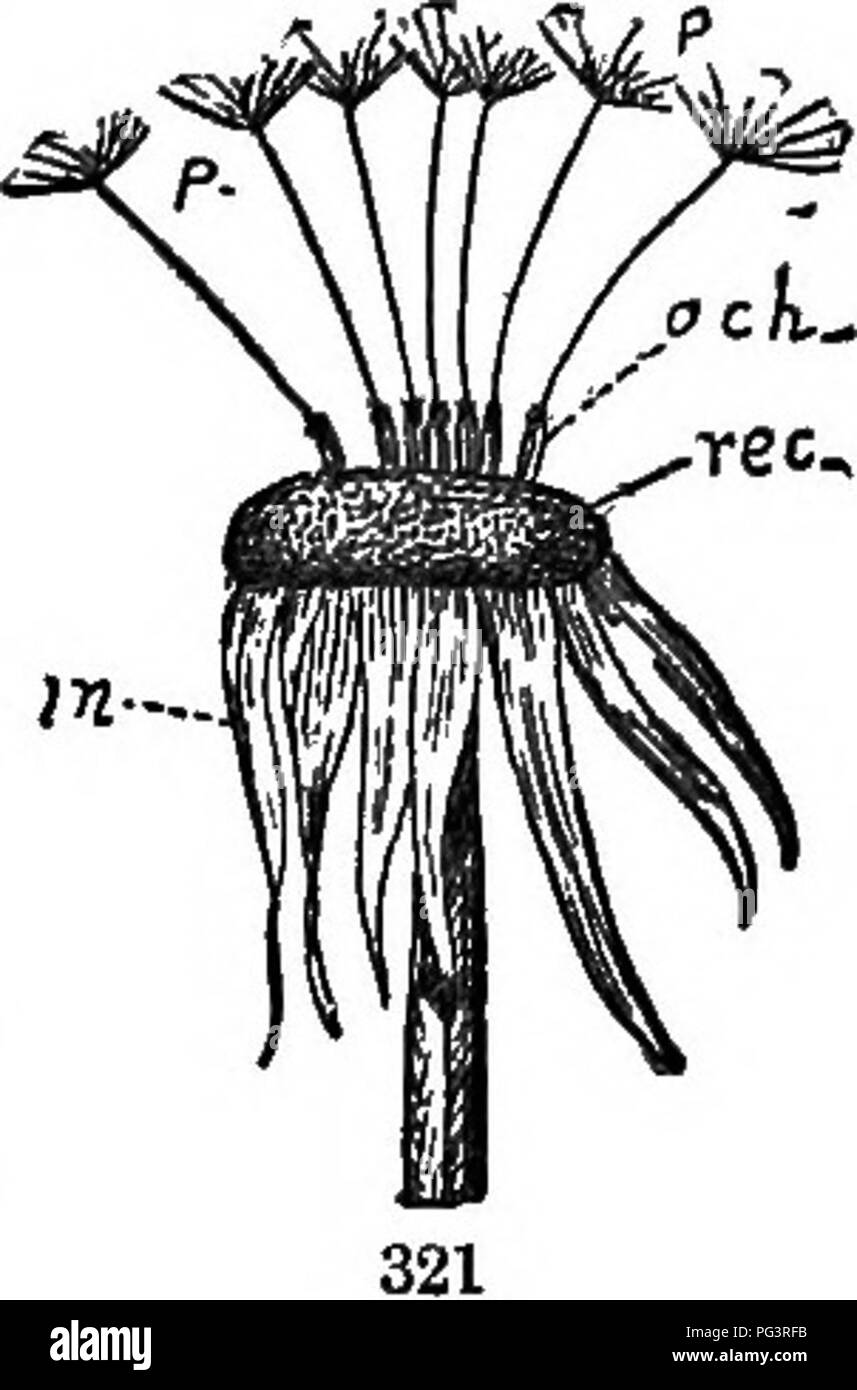 . The elements of botany embracing organography, histology, vegetable ...