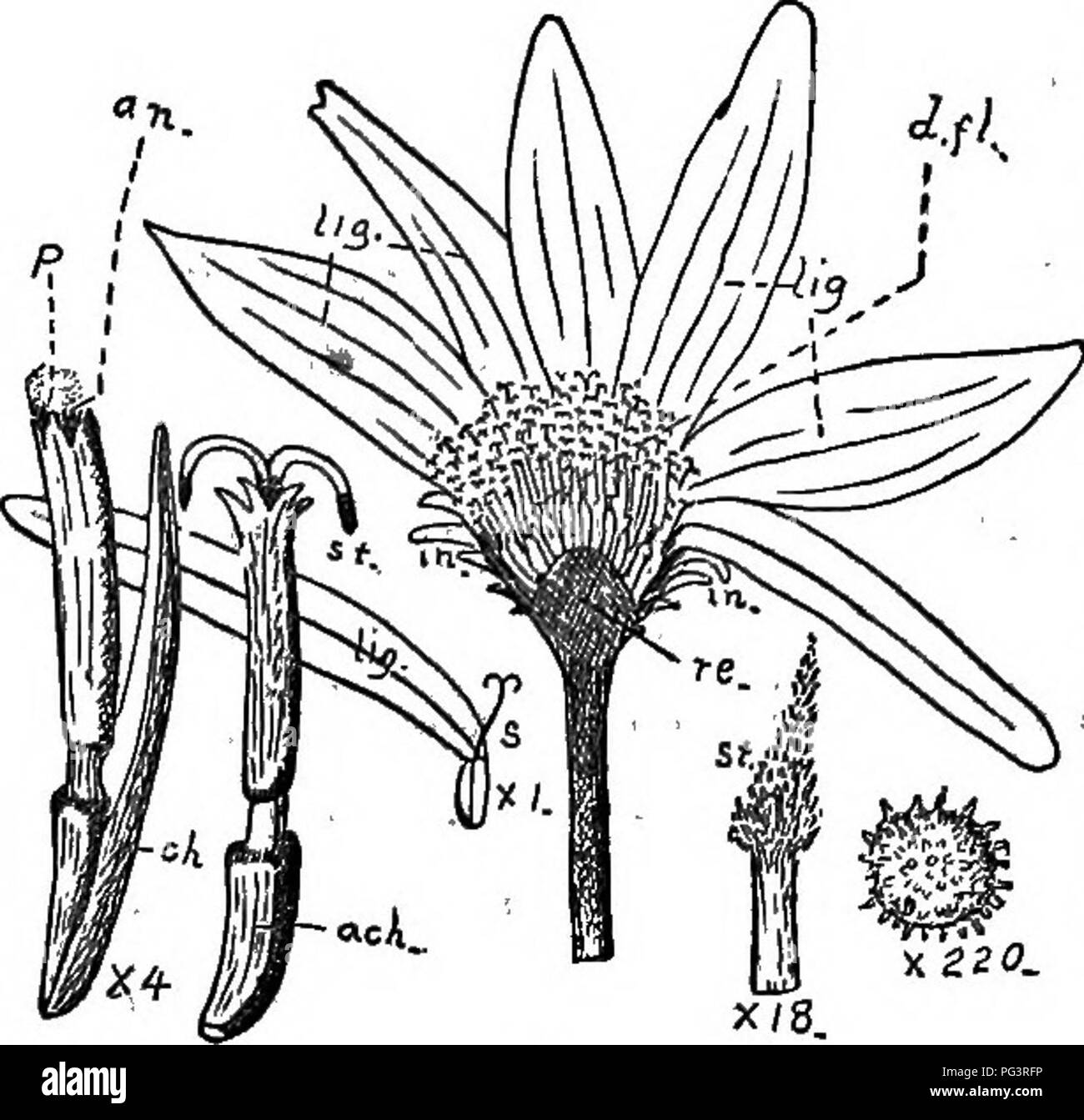 This Comprehensive Text Provides An Overview Of Key Aspects Of Botany Including Plant Anatomy