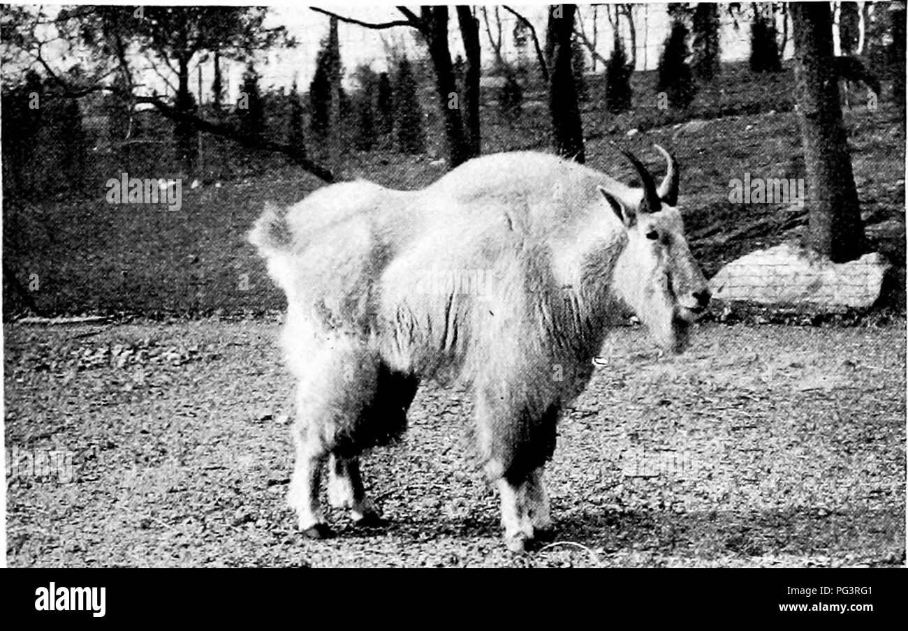 Indian gazelle Black and White Stock Photos & Images - Alamy