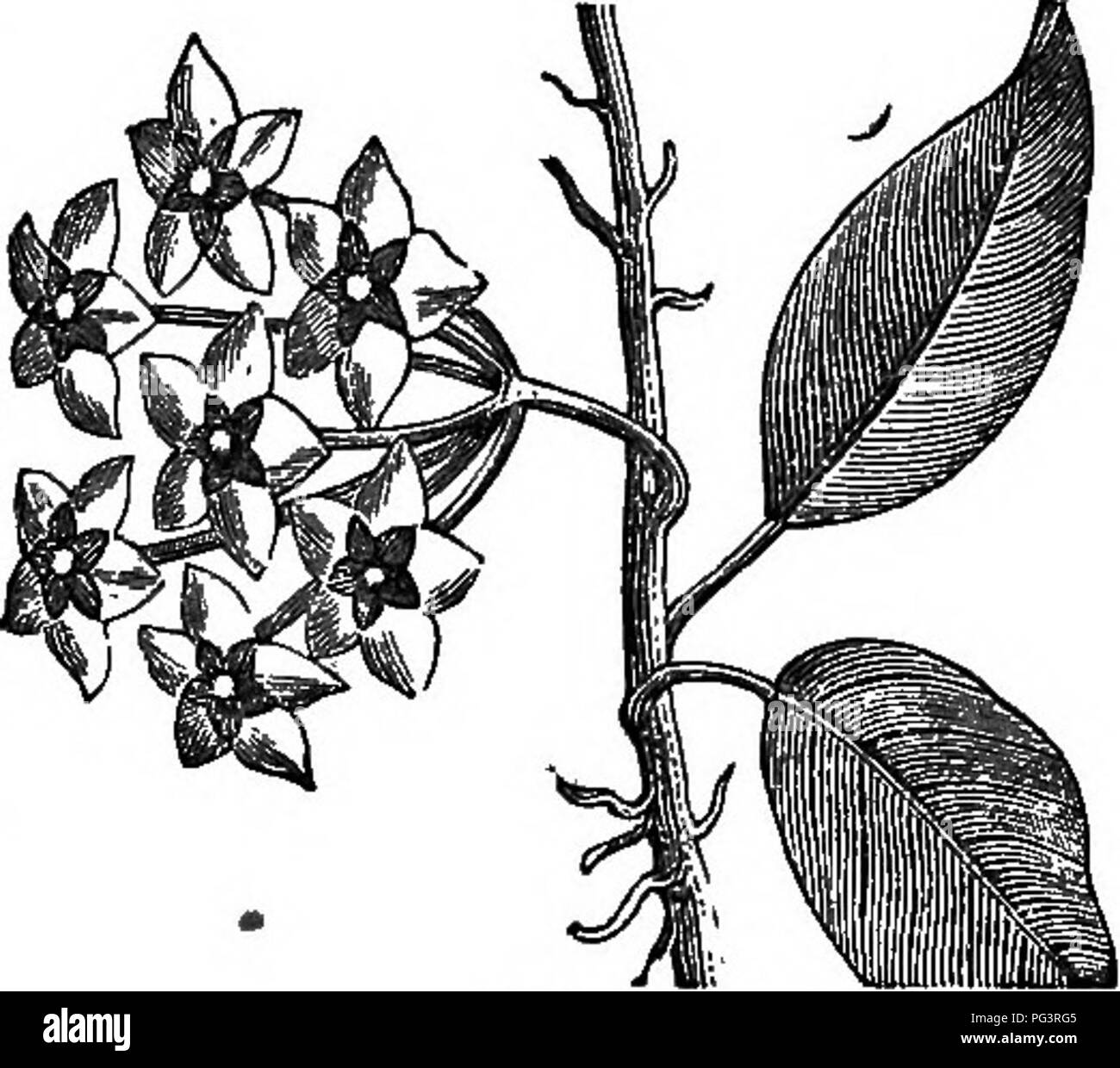 This botanical guide covers various aspects of plant biology, from ...