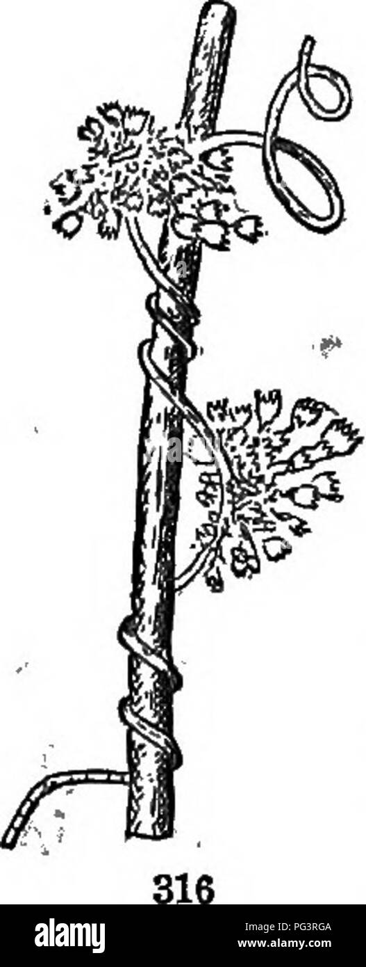 Scammony Black and White Stock Photos & Images - Alamy