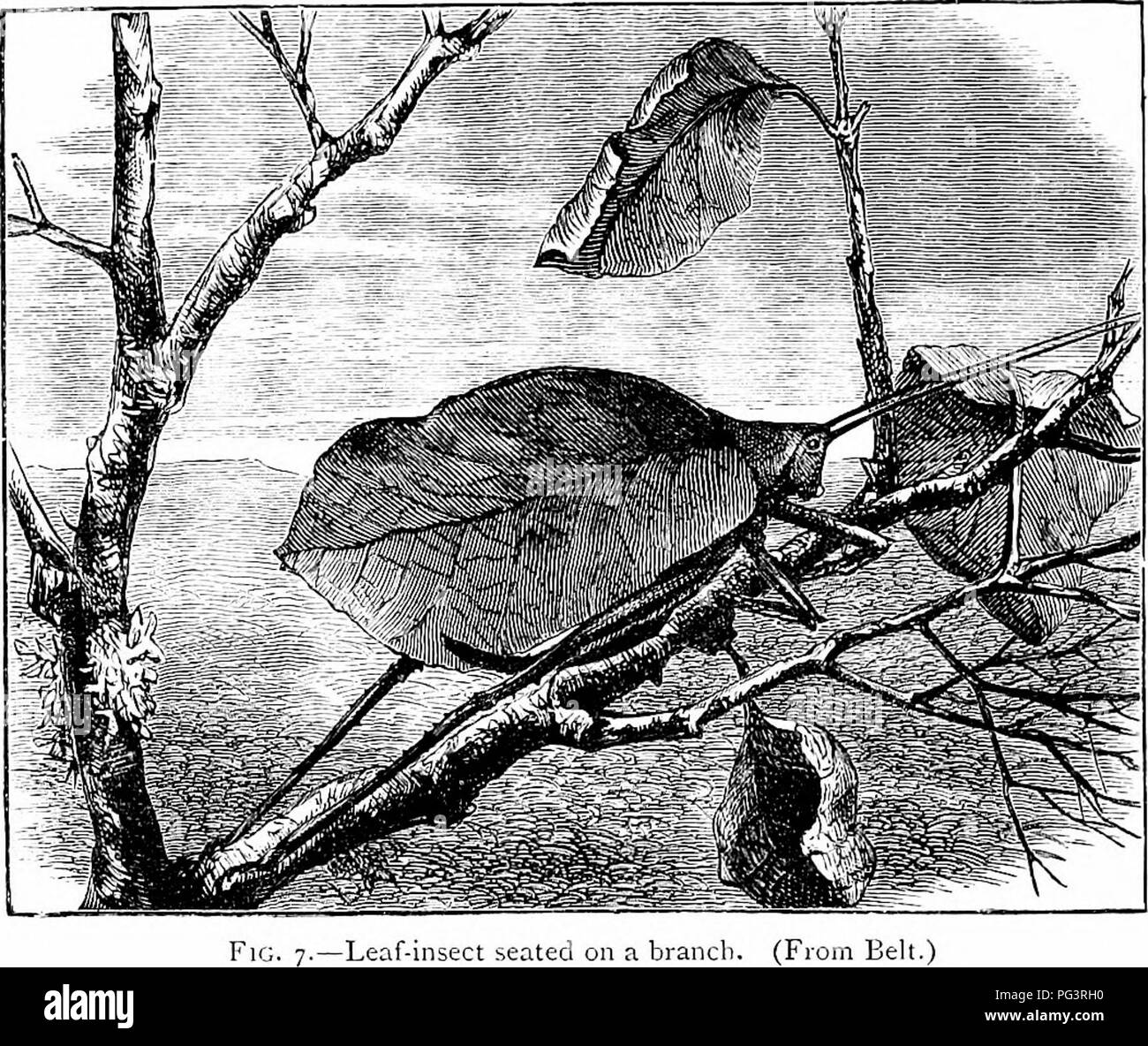 Mimicry sea Black and White Stock Photos & Images - Alamy