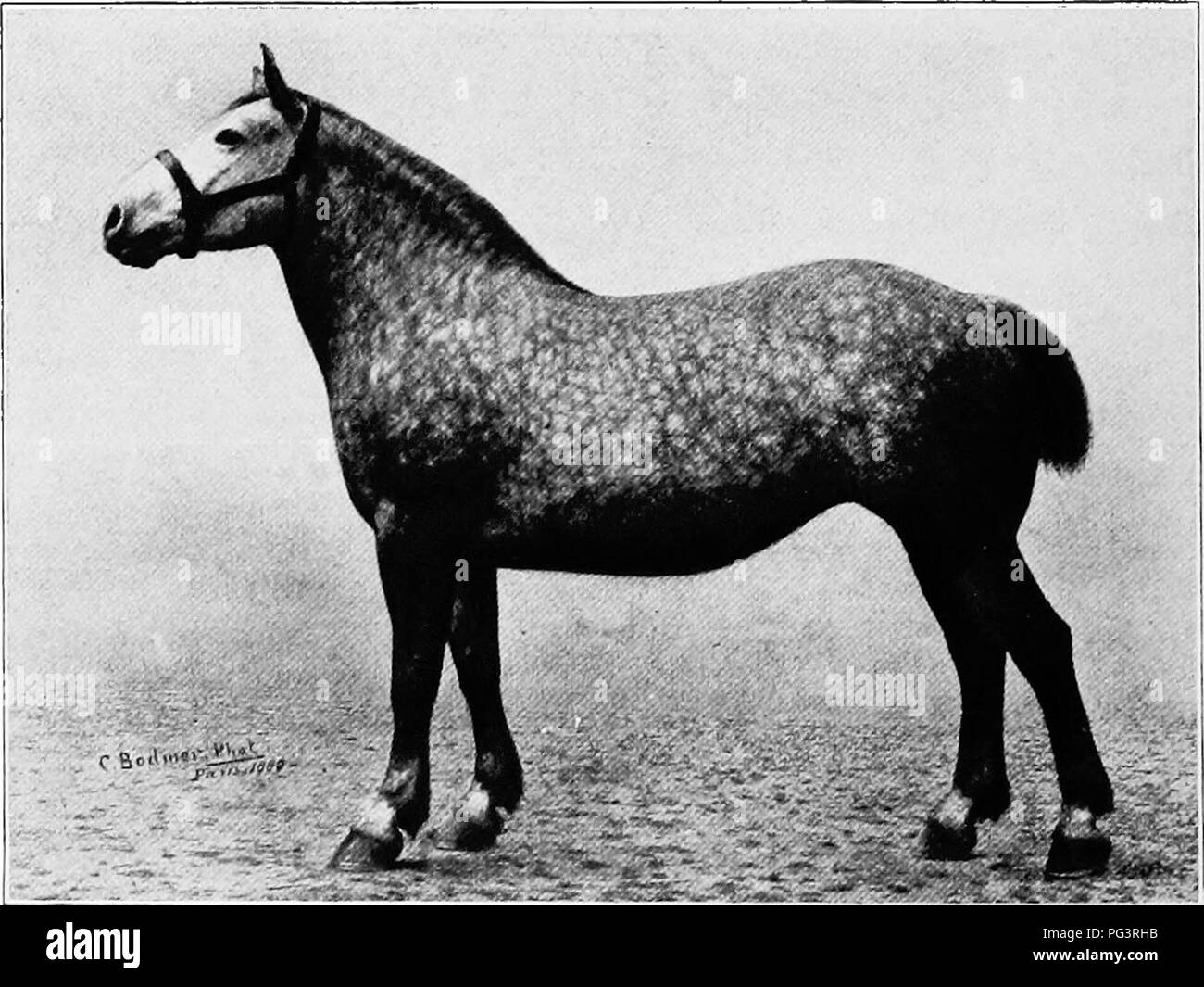 This history of the Percheron horse traces its origins and development ...