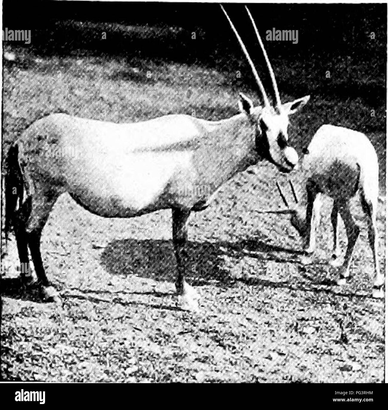 This official guide to the New York Zoological Park provides ...