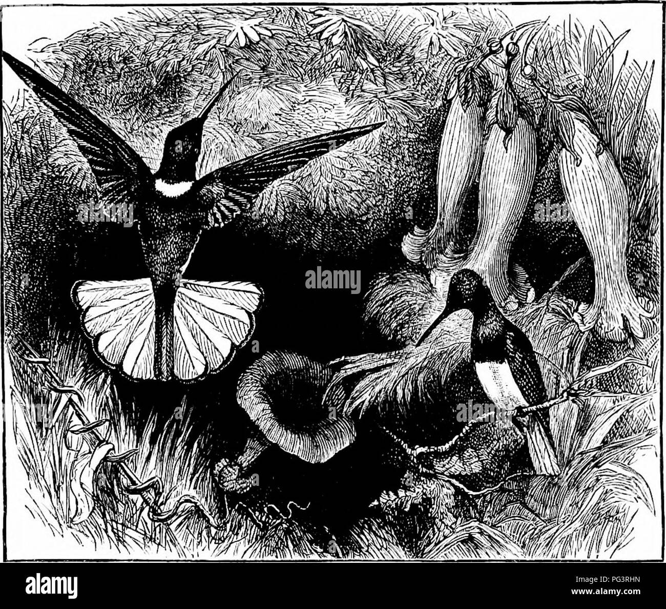 This text explores various animal behaviors, focusing on both ...
