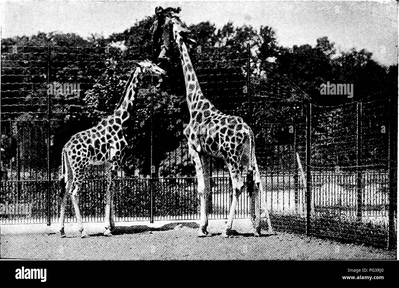 Species of oryx now extinct in the wild Black and White Stock Photos ...