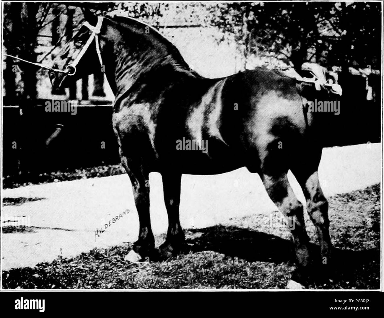 This history of the Percheron horse explores its origins, development ...