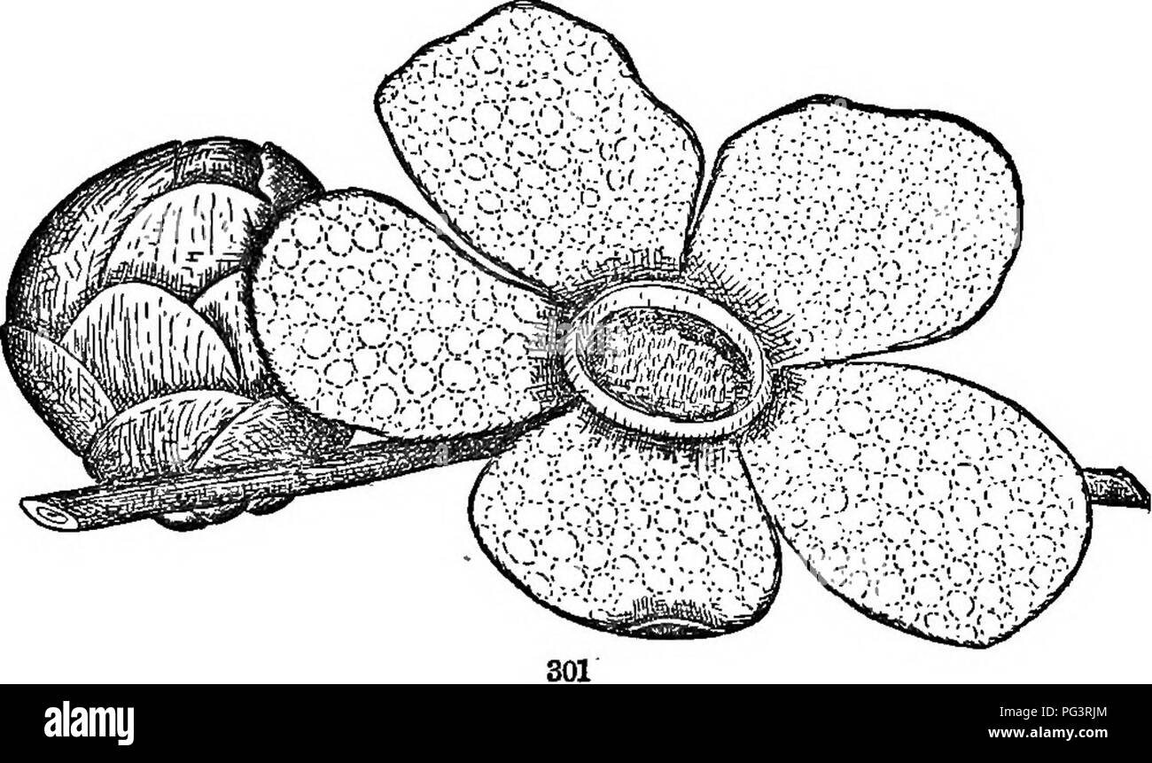 This comprehensive guide to botany covers key areas including plant ...