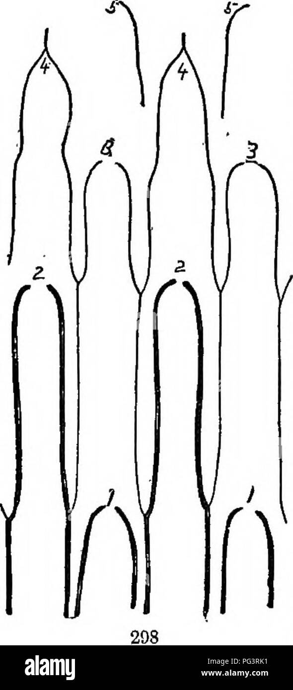 Netted veins hi-res stock photography and images - Alamy