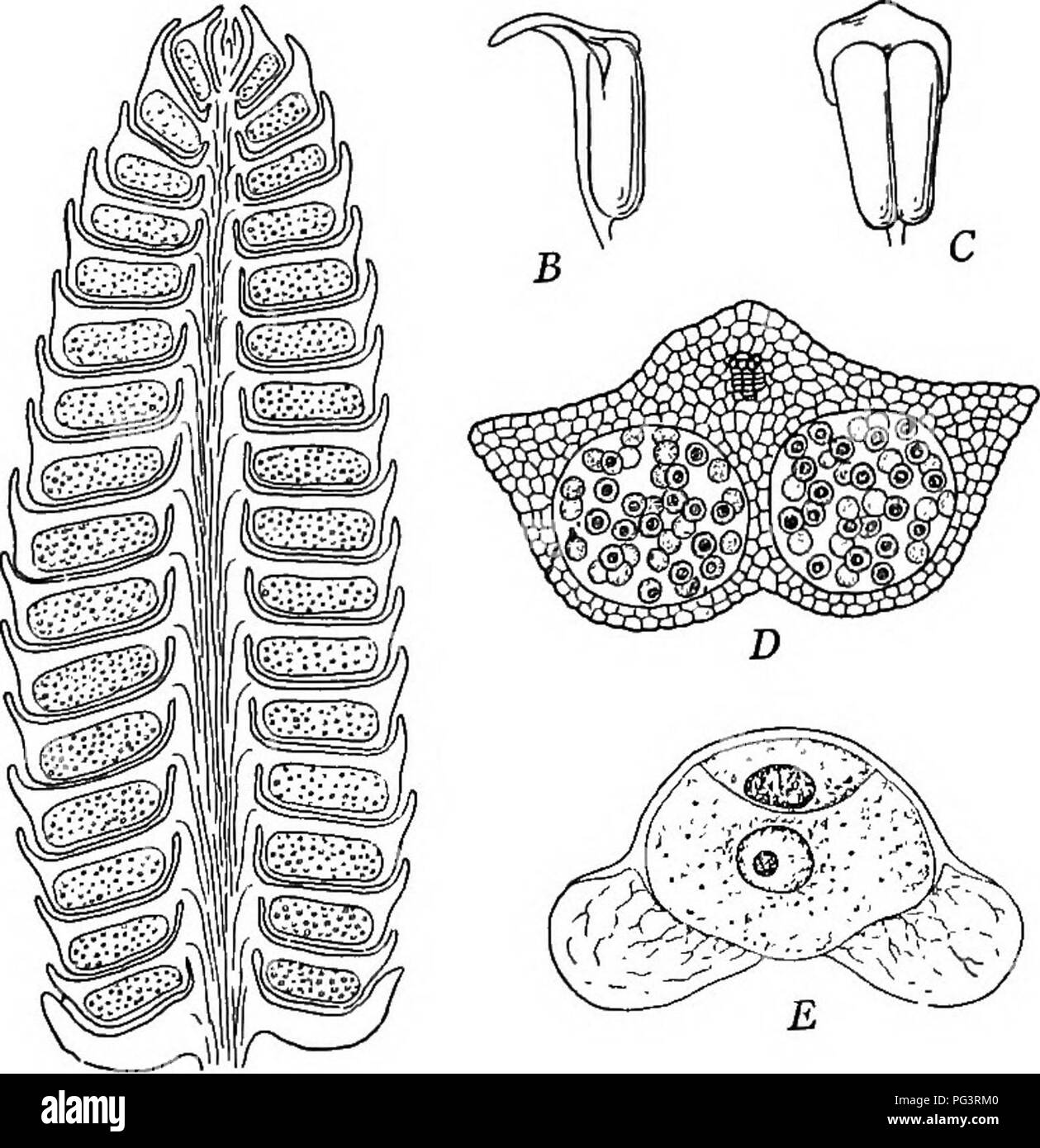 Gymnosperm Cone Diagram
