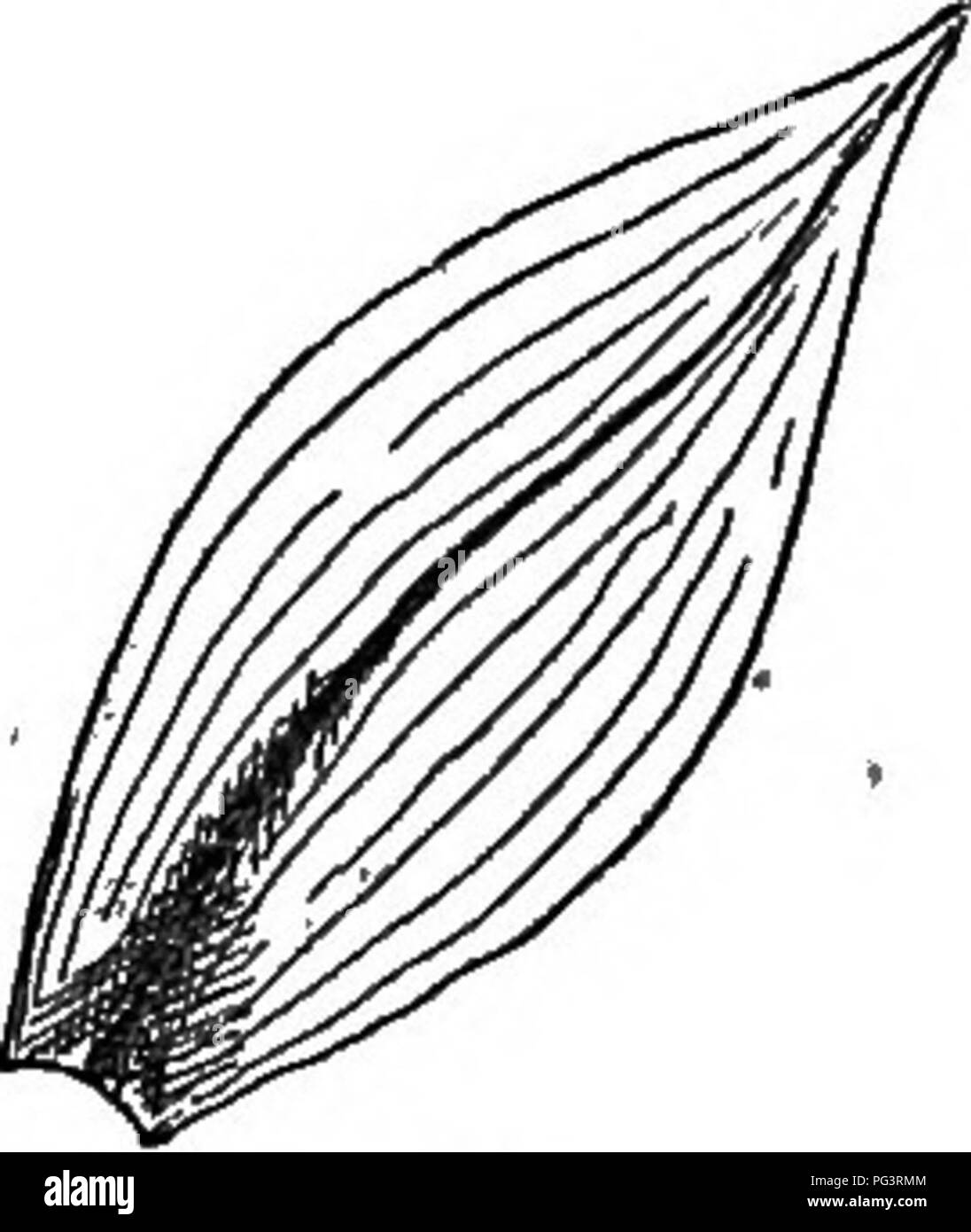 Parallel leaf veins Black and White Stock Photos & Images - Alamy