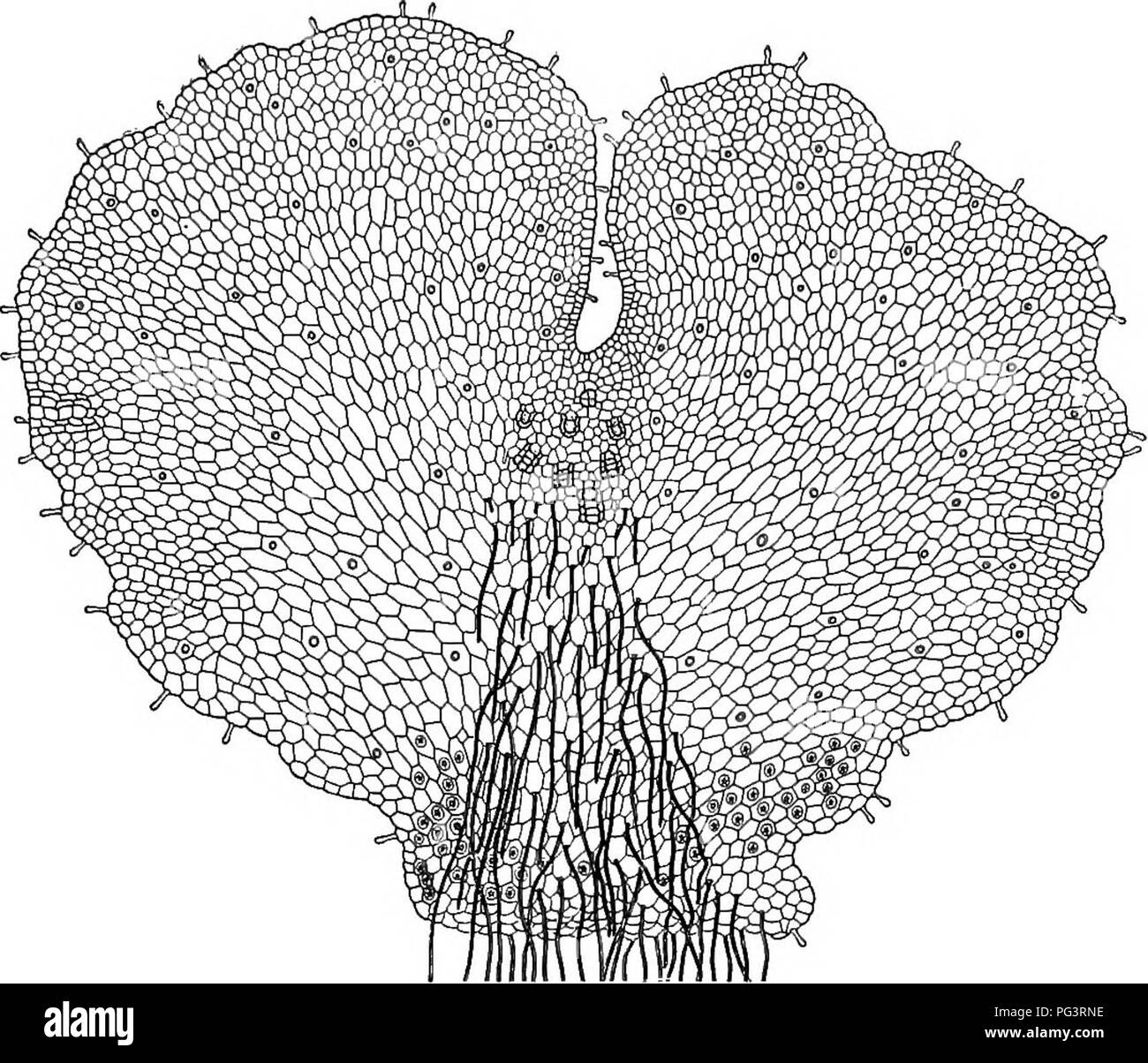 Fern Prothallium Filamentous