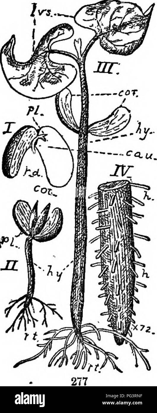 This comprehensive botany text covers the study of plant structure ...