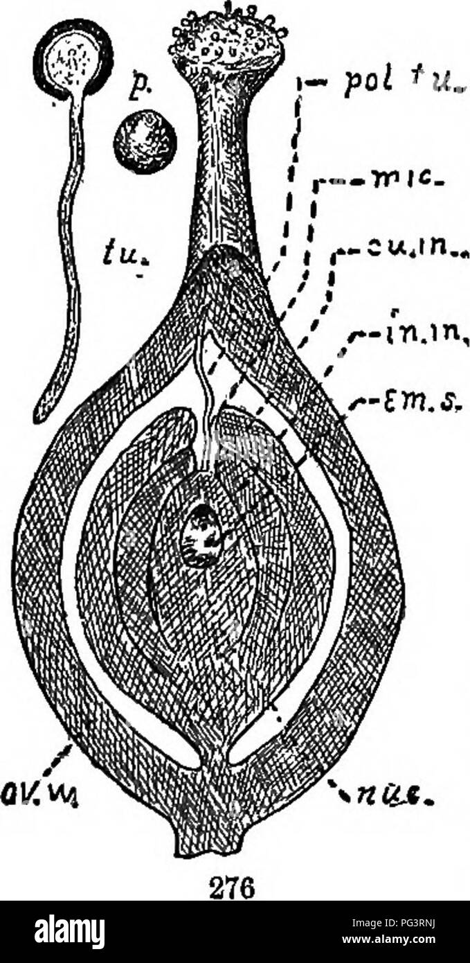 Double terms hi-res stock photography and images - Alamy