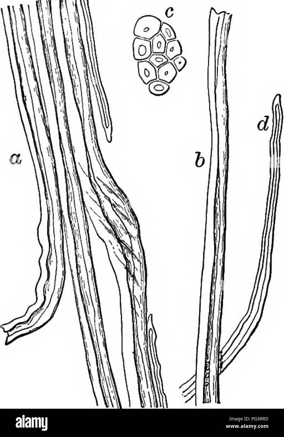 Jute Fiber Microscope