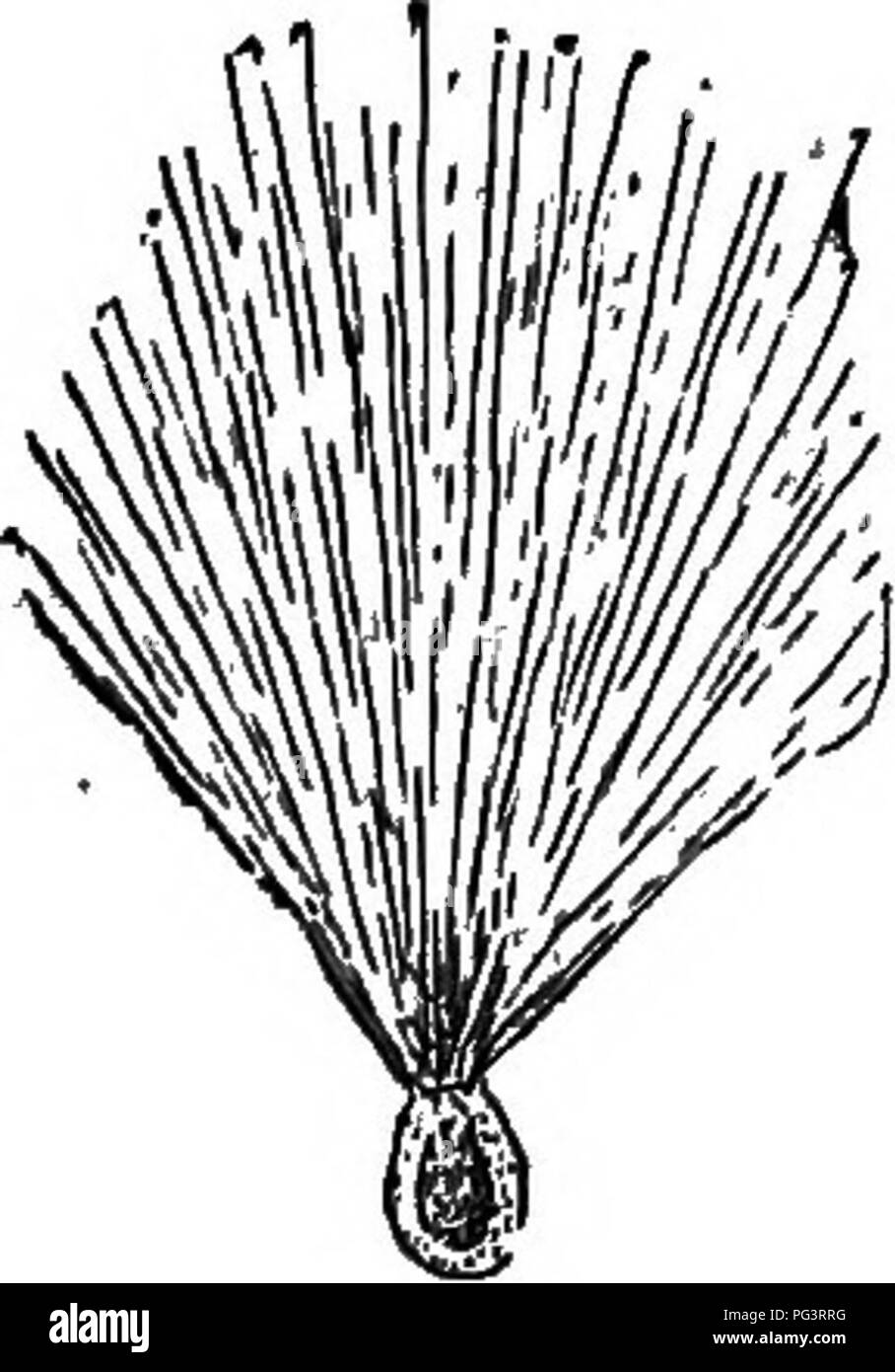 Comprehensive botanical text detailing plant structure, function ...