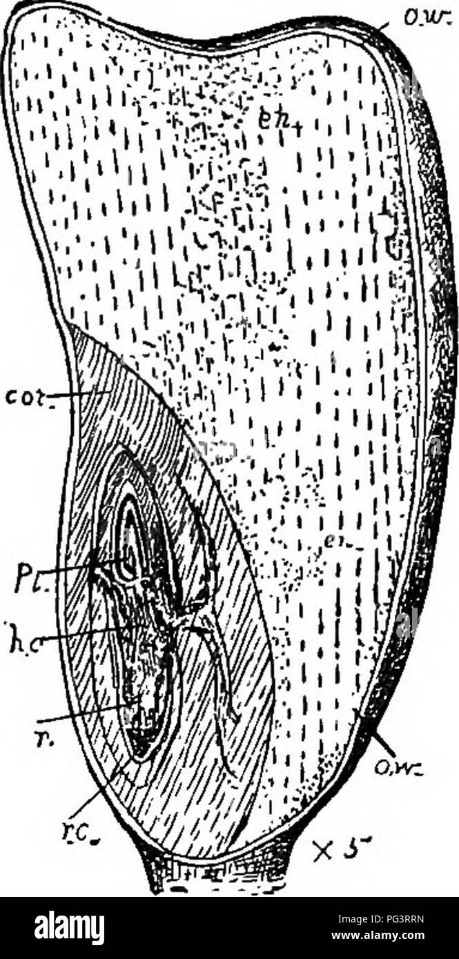 Corn embryo hi-res stock photography and images - Alamy