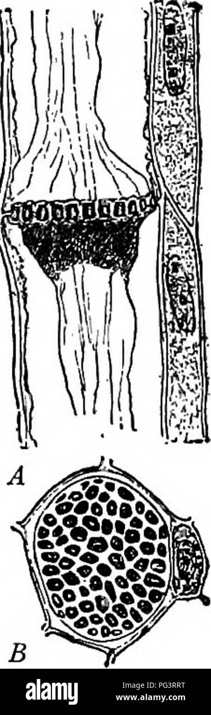 Companion cells Black and White Stock Photos & Images - Alamy