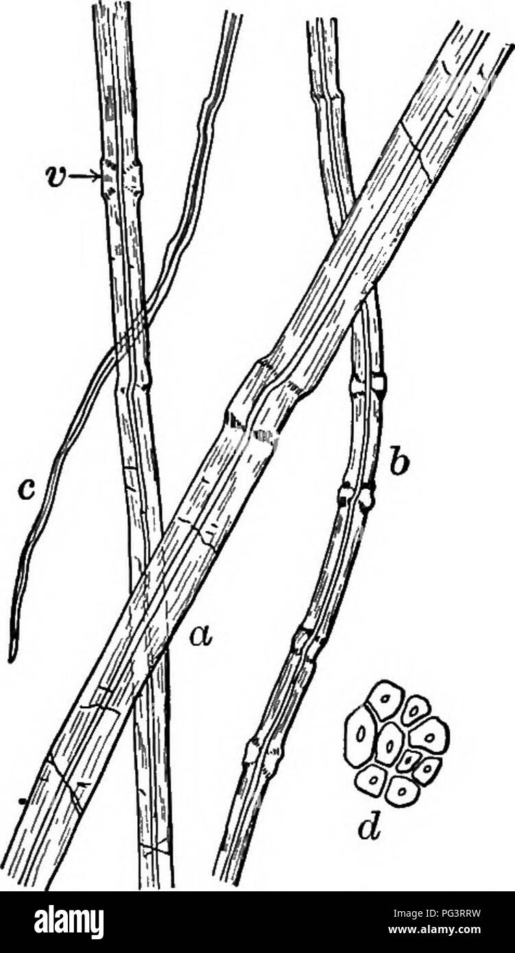 Linen Fiber Microscope