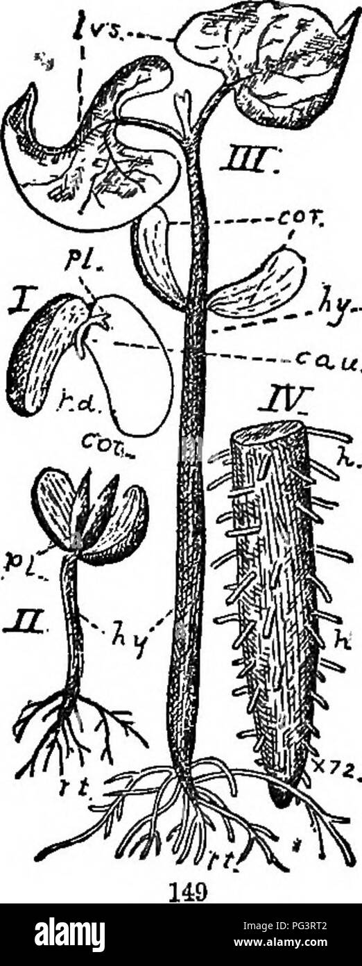 This text covers essential aspects of botany, including organography ...