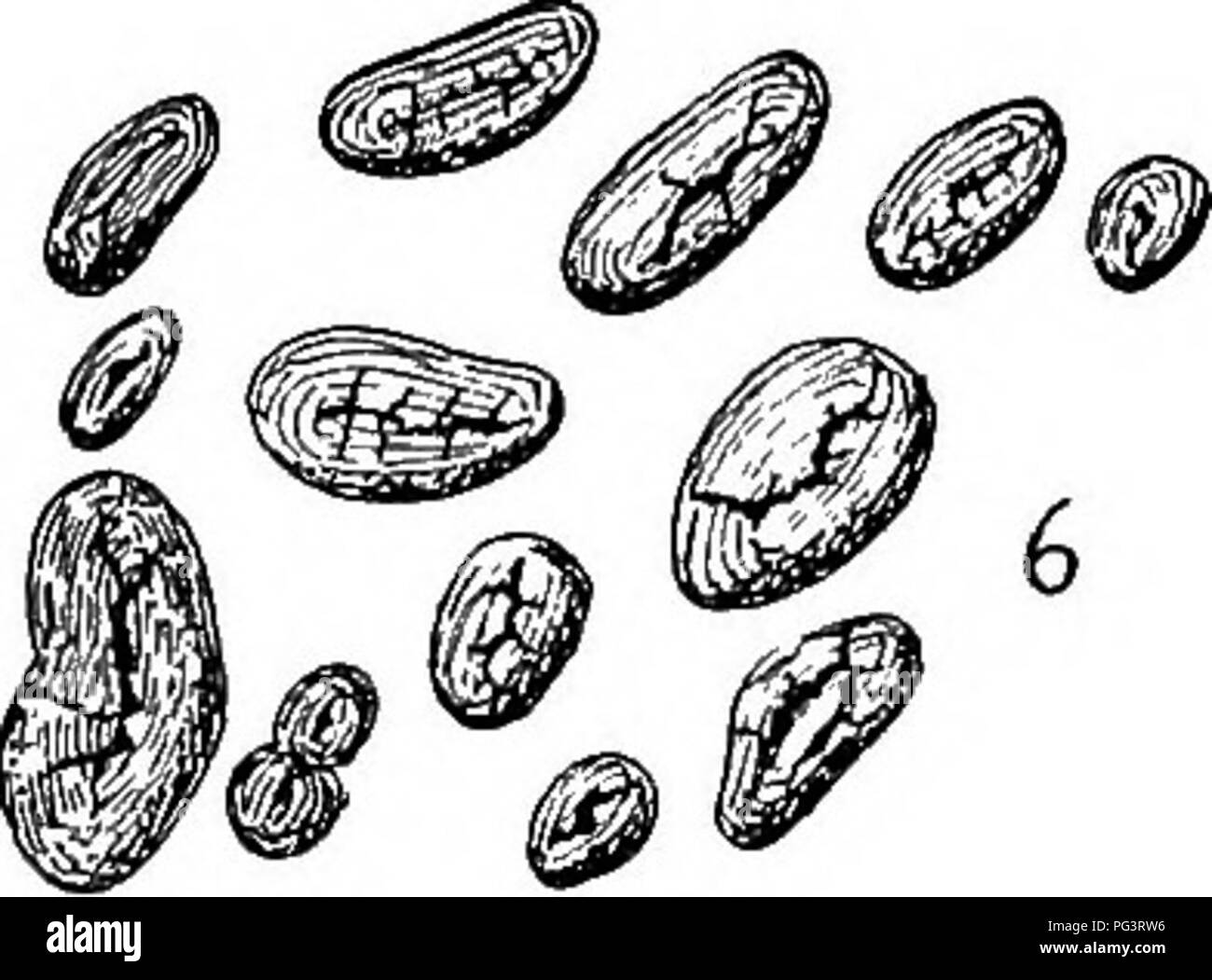 This textbook illustrates the starches of common plants such as wheat ...