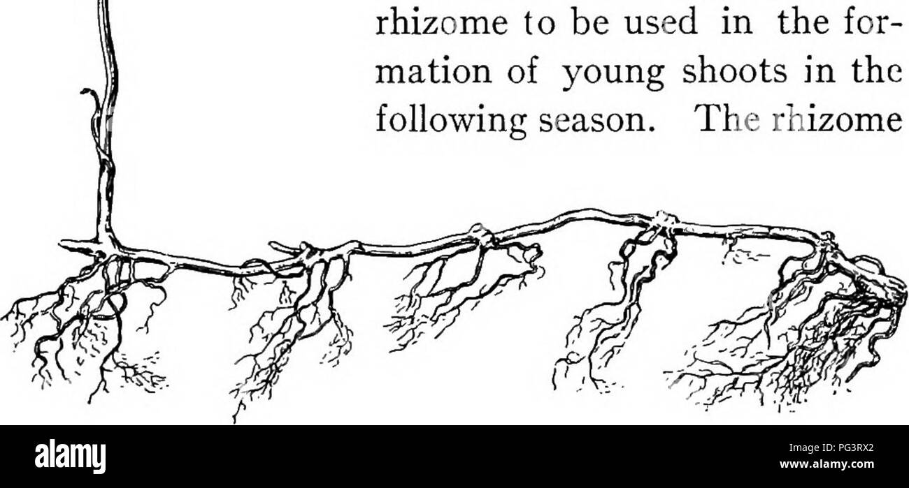 Rhizome plant Black and White Stock Photos & Images - Alamy