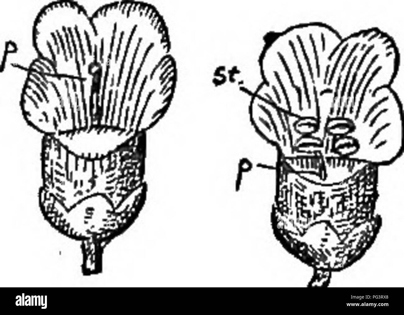 Hairy stigma Black and White Stock Photos & Images - Alamy
