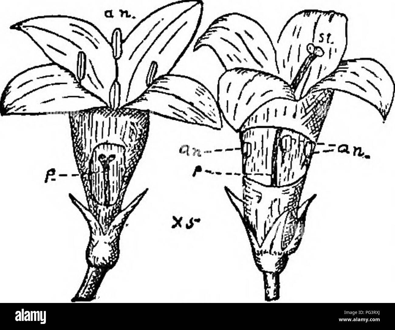 Numerous stamens Black and White Stock Photos & Images - Alamy