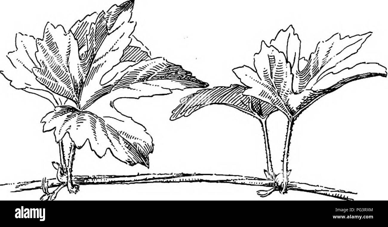 This botany textbook discusses plant life, focusing on the role of ...