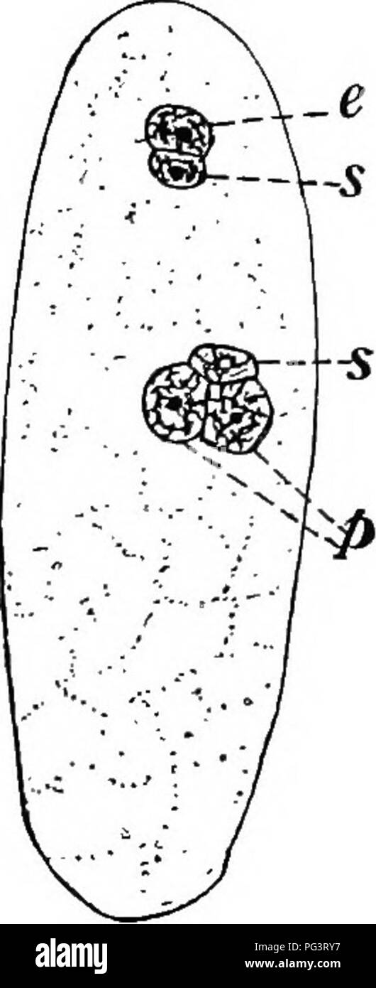 Generative nucleus Black and White Stock Photos & Images - Alamy