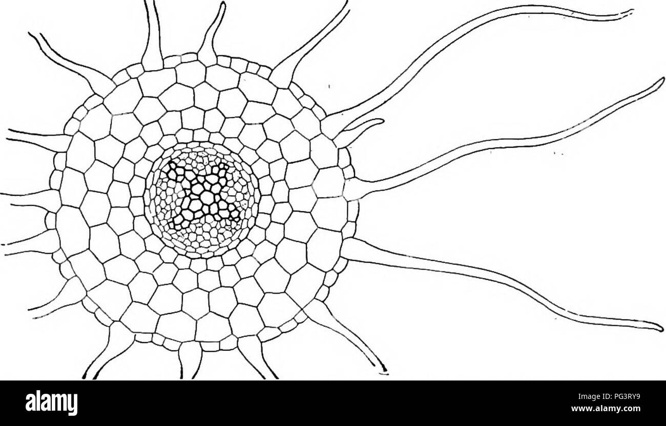 This textbook serves as an introduction to plant biology, focusing on ...