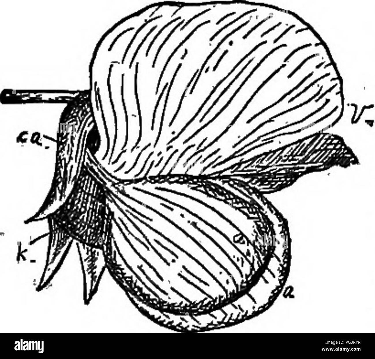 This work provides a comprehensive guide to botany, covering plant ...