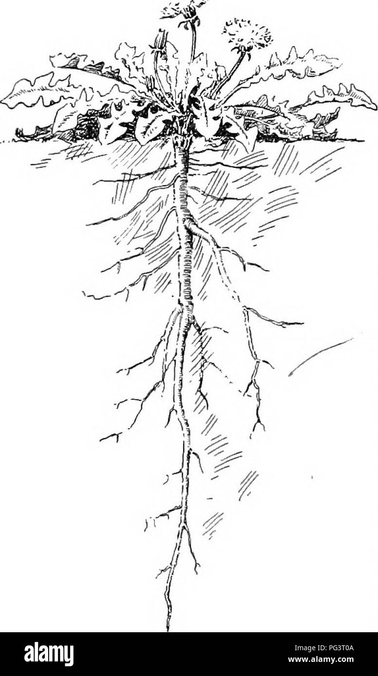 Runners Plants Examples
