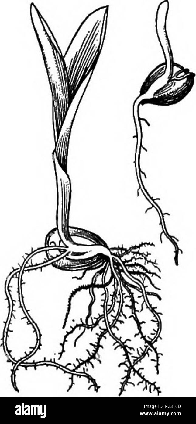 Primary and secondary roots hi-res stock photography and images - Alamy