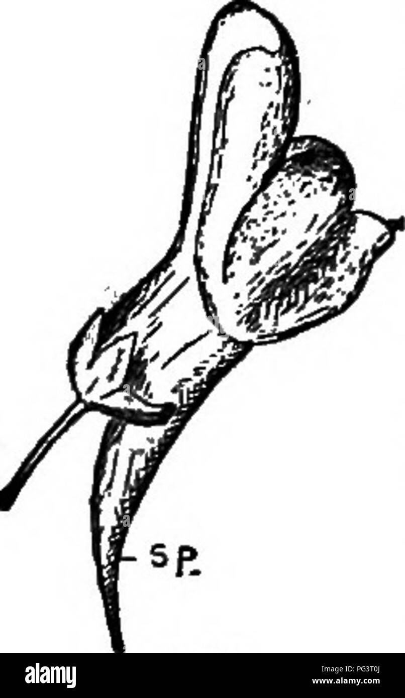 Salver shaped corolla hi-res stock photography and images - Alamy