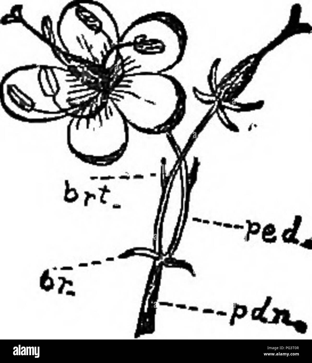 . The elements of botany embracing organography, histology, vegetable ...