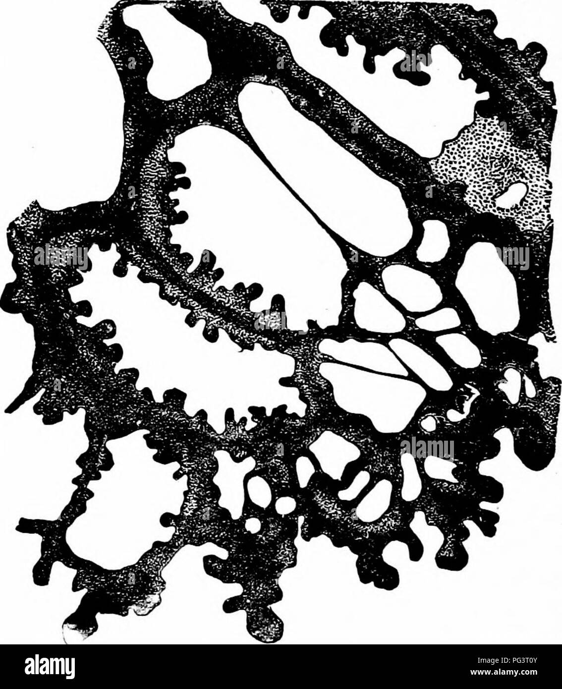 This book covers the essential concepts of botany, focusing on the ...