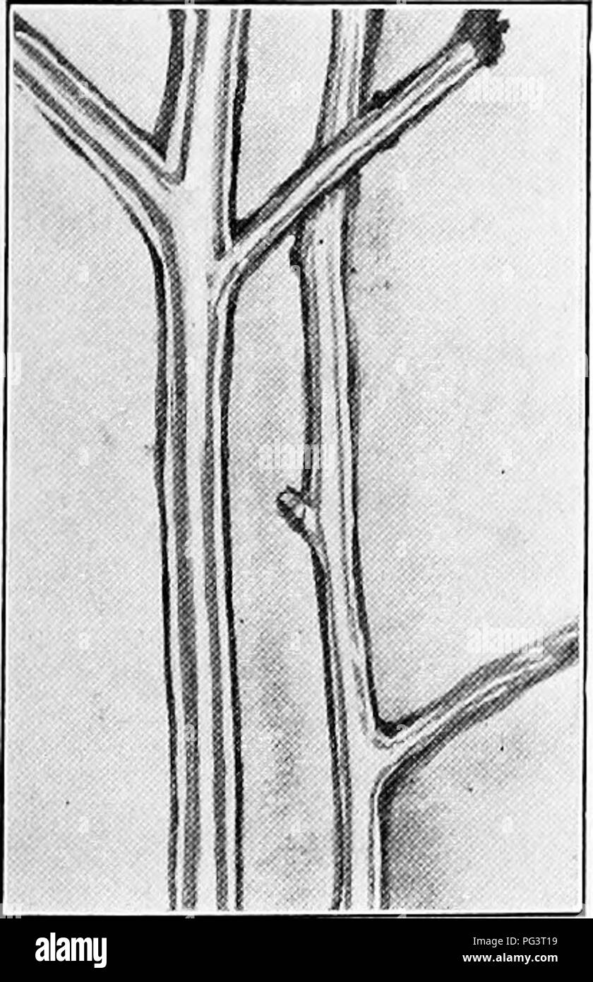 Cross section of a corn plant stem Black and White Stock Photos ...