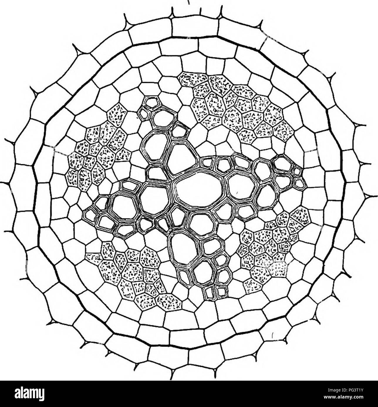 This textbook serves as an introduction to plant biology, focusing on ...