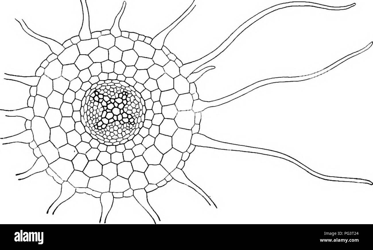 Burrow cross section hi-res stock photography and images - Alamy