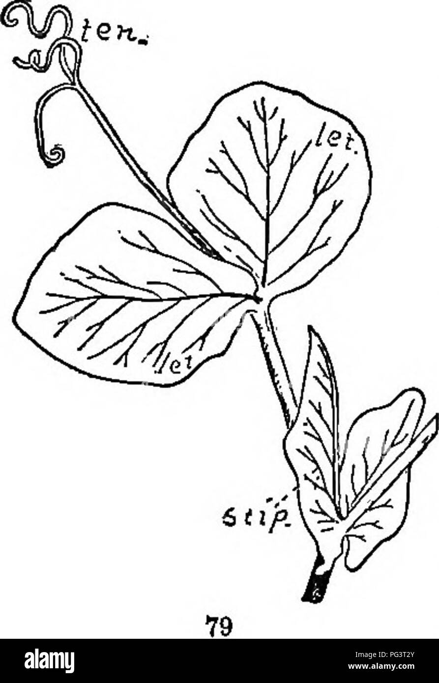 Connate Leaf
