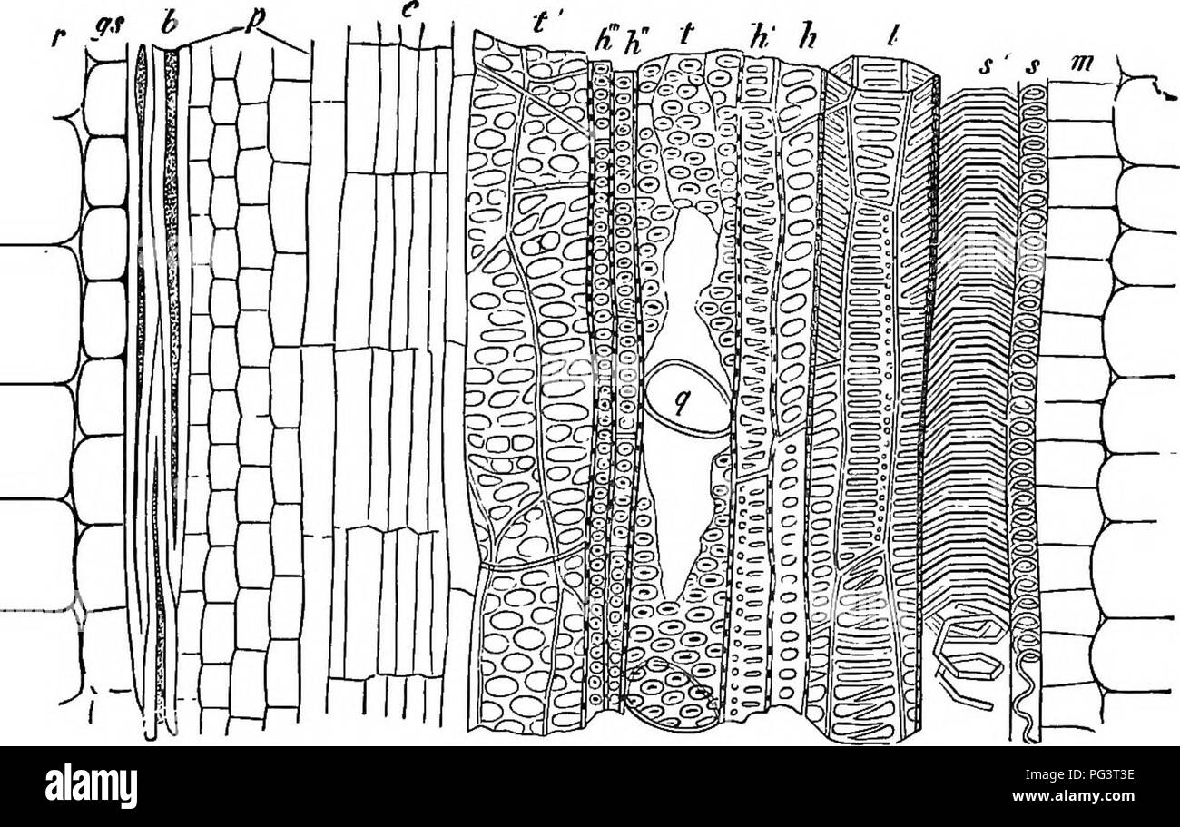 Longitudinal Radial Section High Resolution Stock Photography and ...