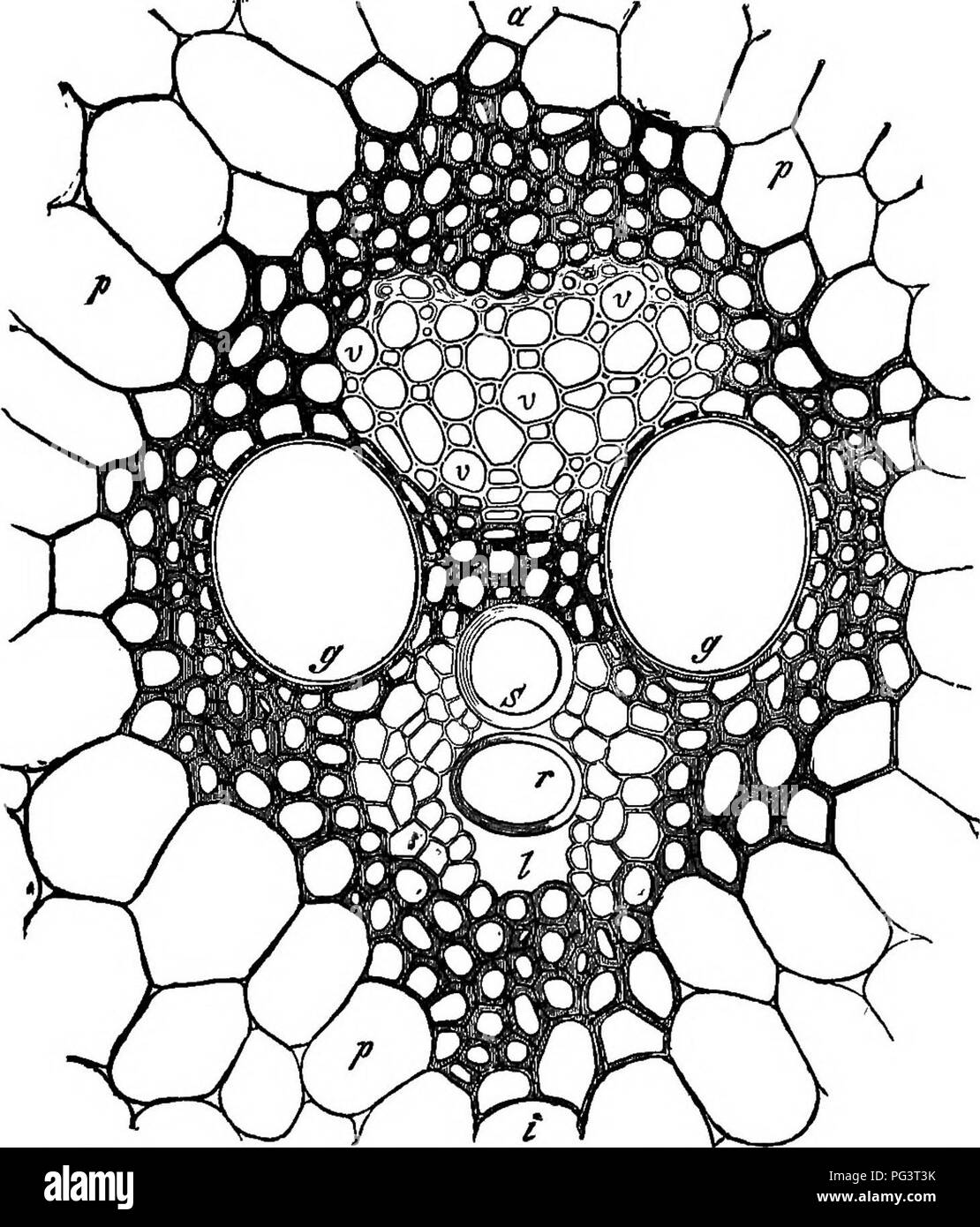This textbook covers the fundamental tissue systems in plants ...