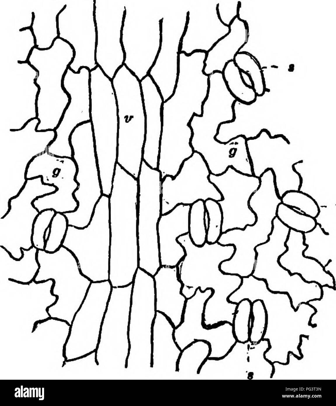 This botanical text outlines key concepts in plant biology, including ...