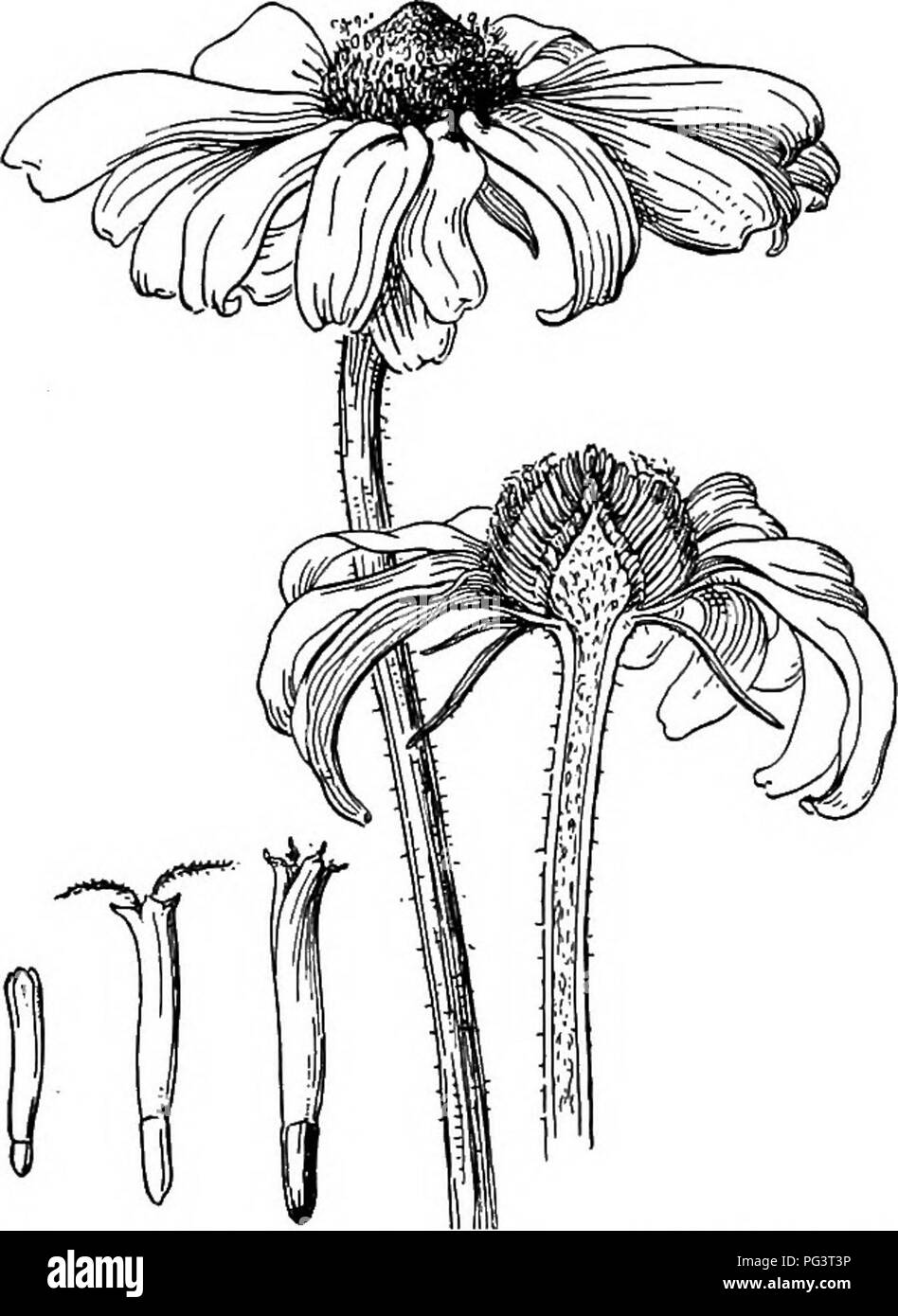 External organ organs hi-res stock photography and images - Alamy