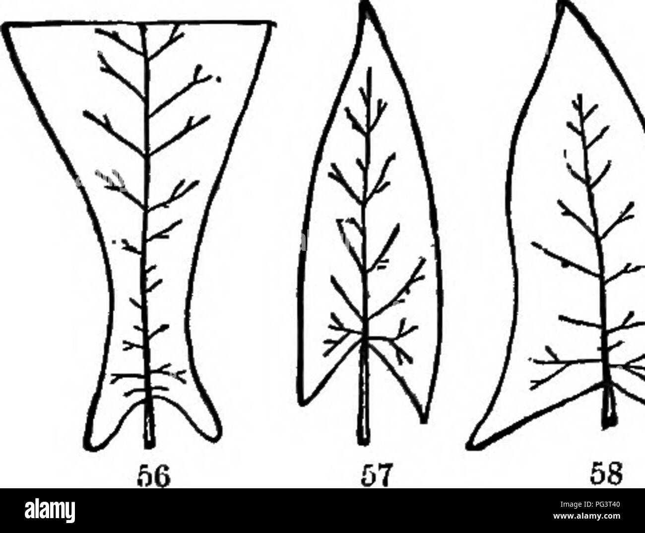 Peltate leaves Black and White Stock Photos & Images - Alamy