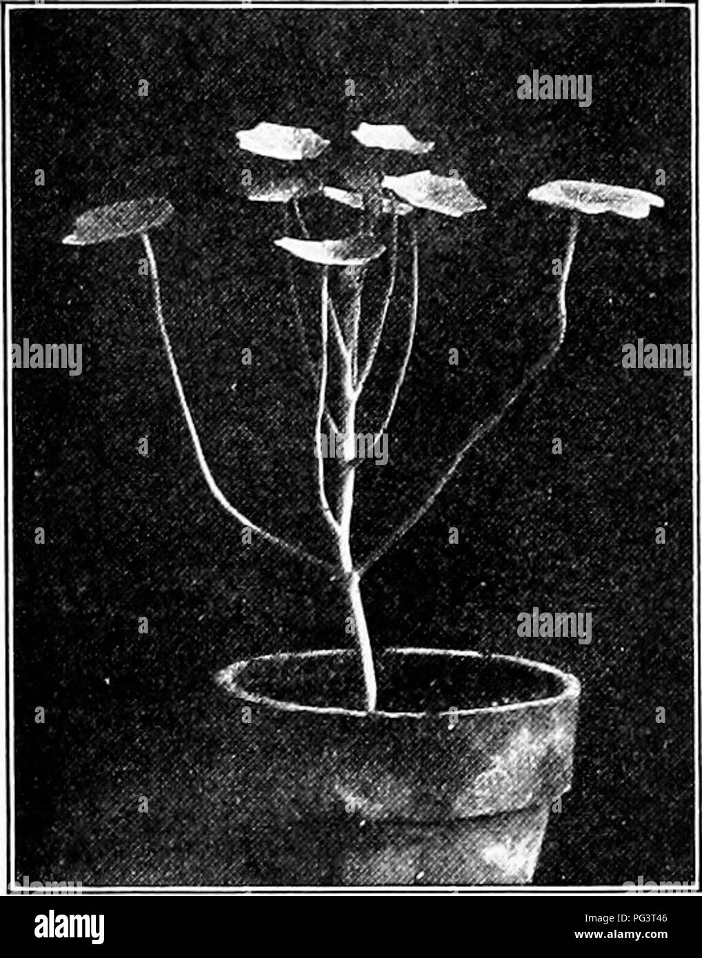 This textbook introduces the structure of plants, including the ...