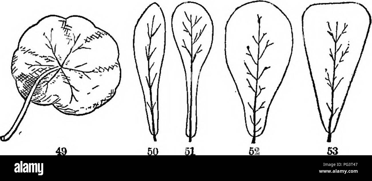 The Elements of Botany provides a detailed look at plant structure ...