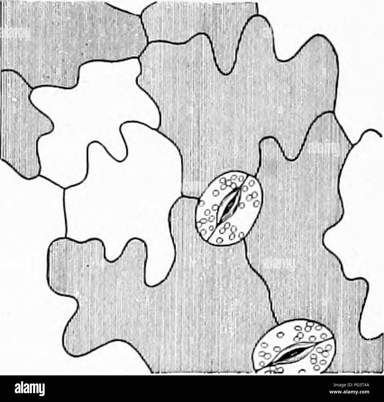 An overview of plant anatomy, with a focus on stomates, small openings ...