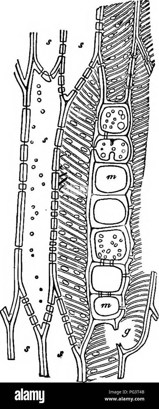 This botany guide focuses on key aspects of plant biology, particularly ...